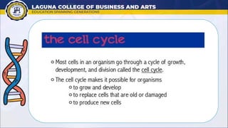 cell-cycle of mitosis and meiosis ll dna | PDF