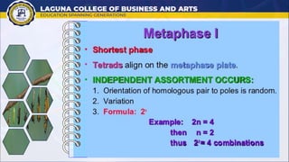 cell-cycle of mitosis and meiosis ll dna | PDF