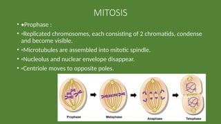 CELL-CYCLECELL-DIVISION-10.pptx.......... | PPTX