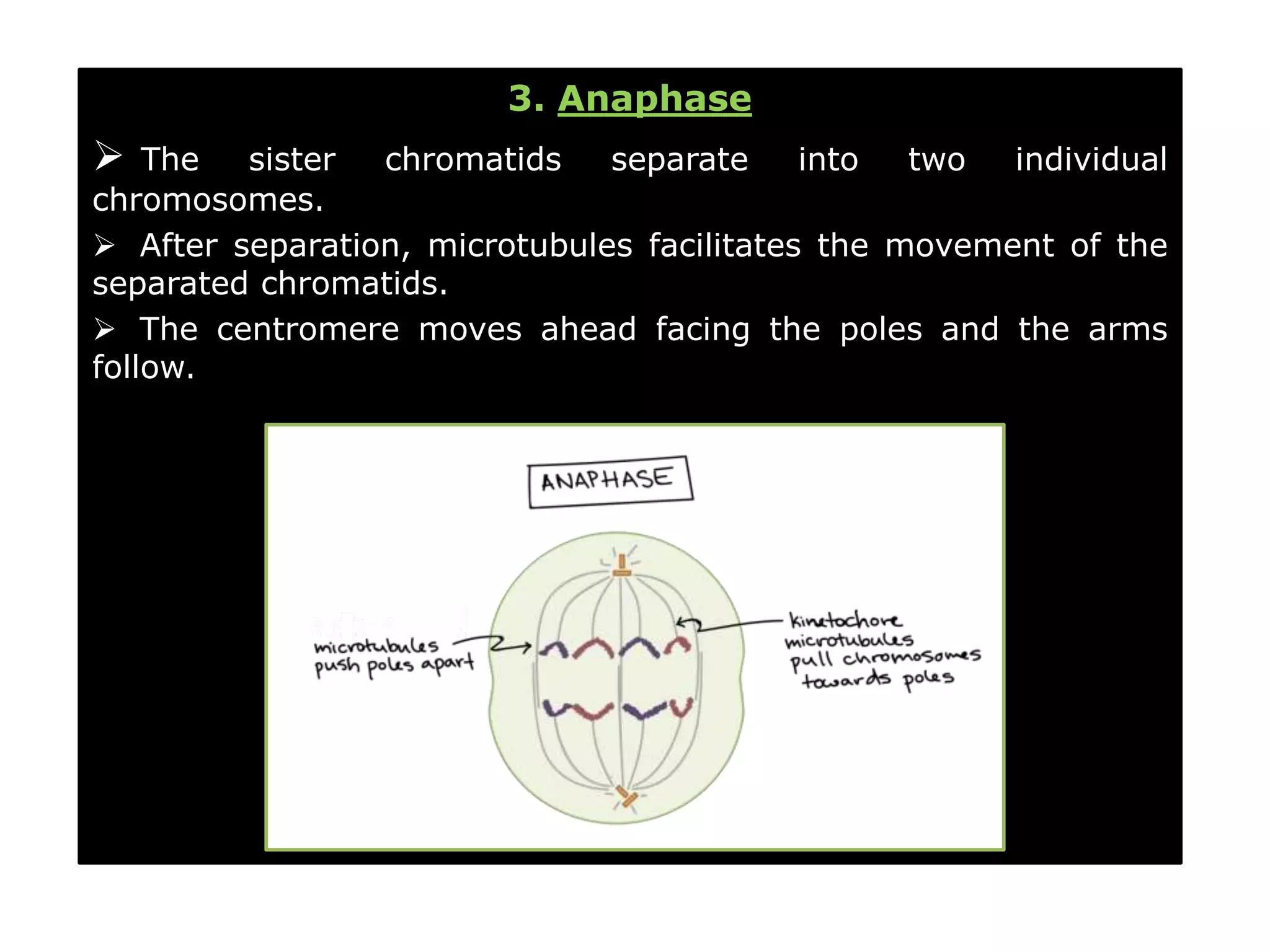 Cell cycle & division | PPTX