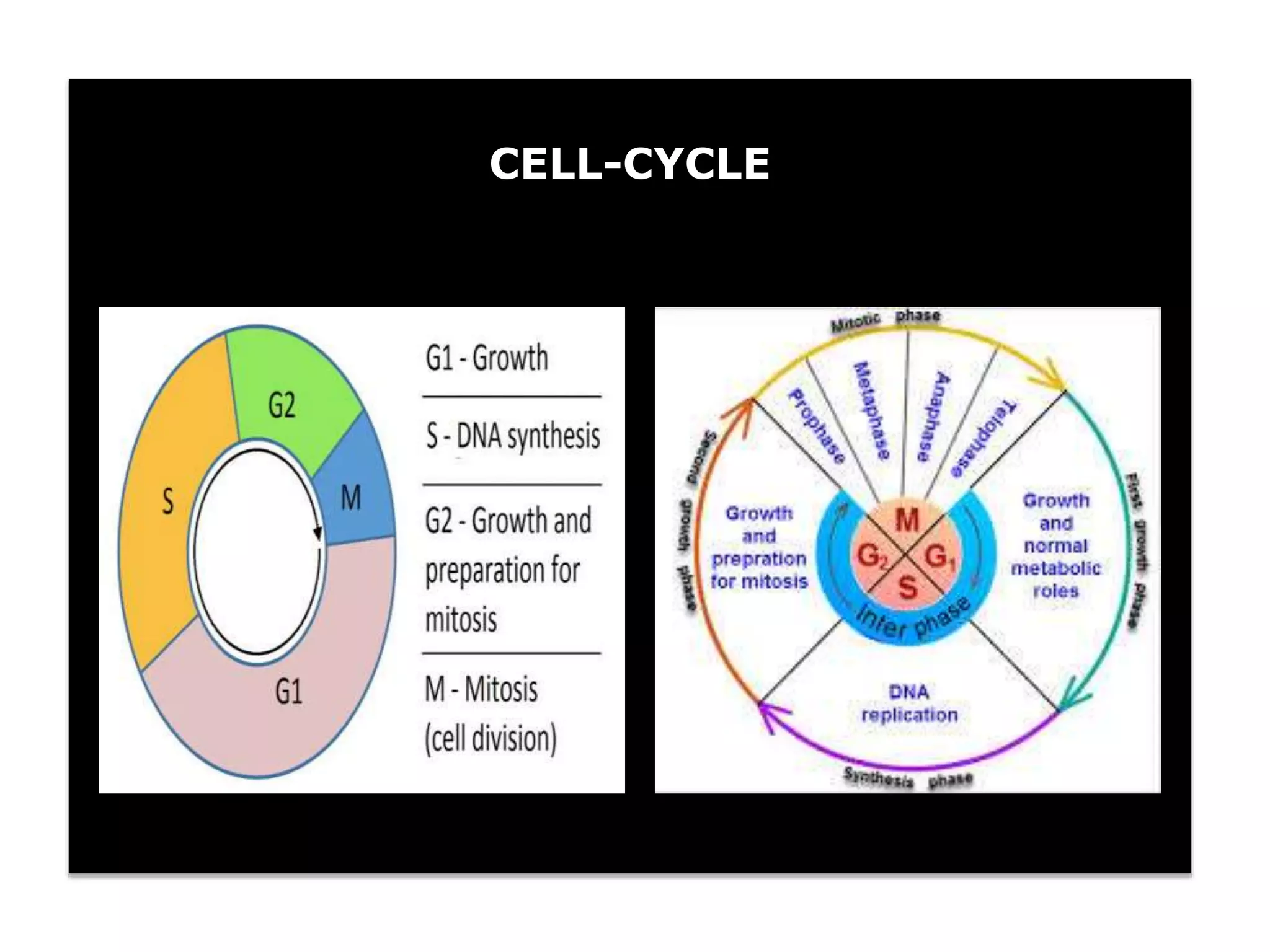 Cell cycle & division | PPTX