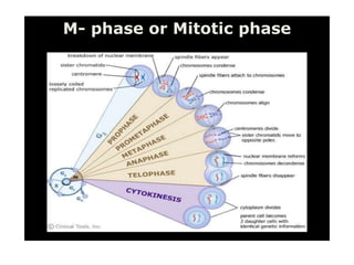 Cell cycle & division | PPTX