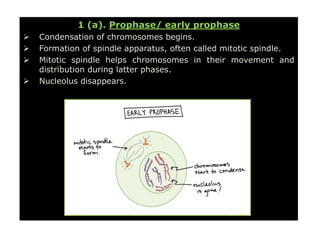 Cell cycle & division | PPTX