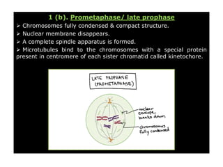 Cell cycle & division | PPTX