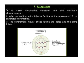 Cell cycle & division | PPTX