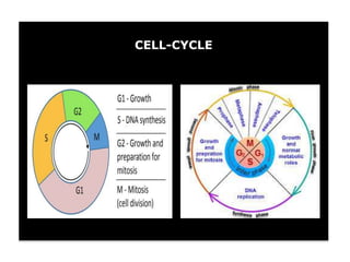 Cell cycle & division | PPTX