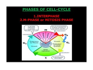 Cell cycle & division | PPTX