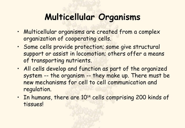 Cell Differentiation | PPT | Biological Sciences | Science