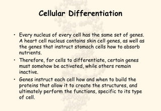 Cell Differentiation | PPT | Biological Sciences | Science