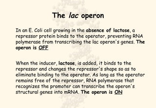 Cell Differentiation | PPT