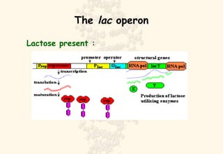 Cell Differentiation | PPT