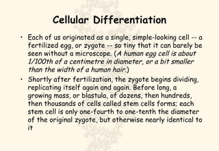 Cell Differentiation | PPT