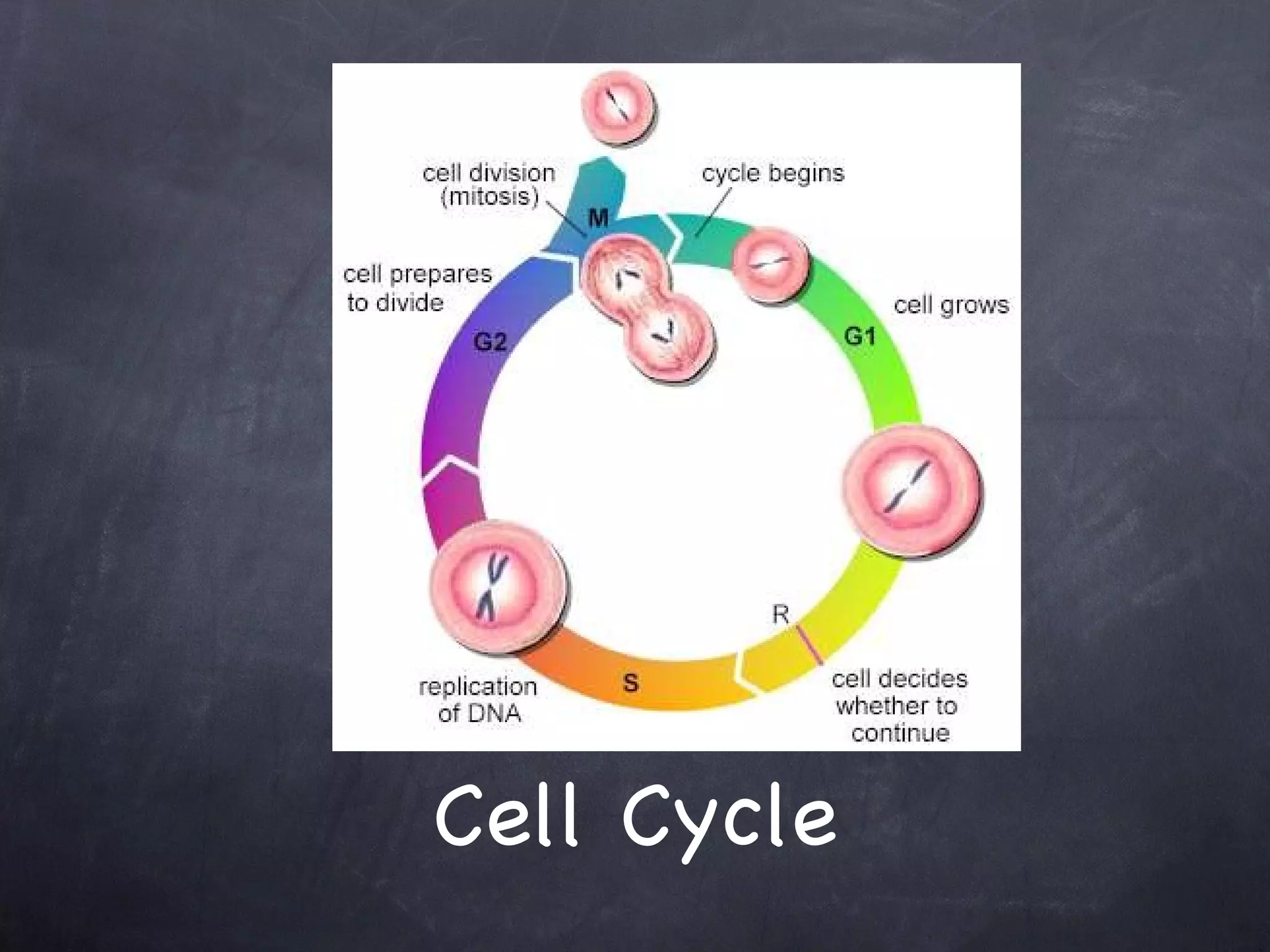Cell Division | PPT