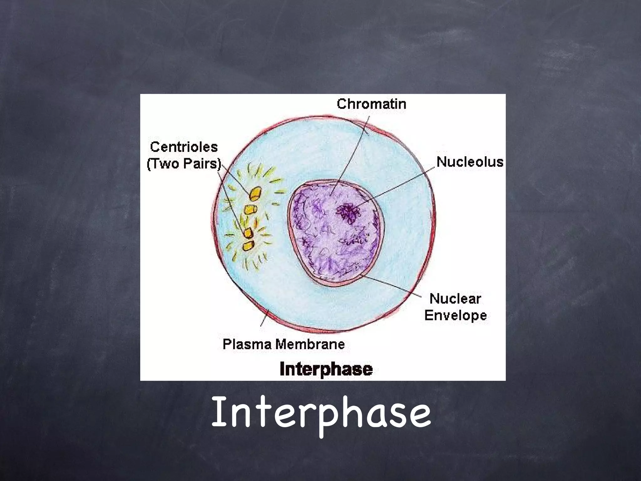 Cell Division | PPT