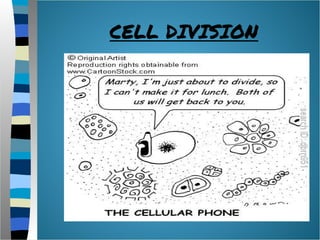 Cell-Division.ppt.pdf PowerPoint presentation | PDF | Biological ...