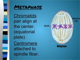 Cell-Division.ppt.pdf PowerPoint presentation | PDF