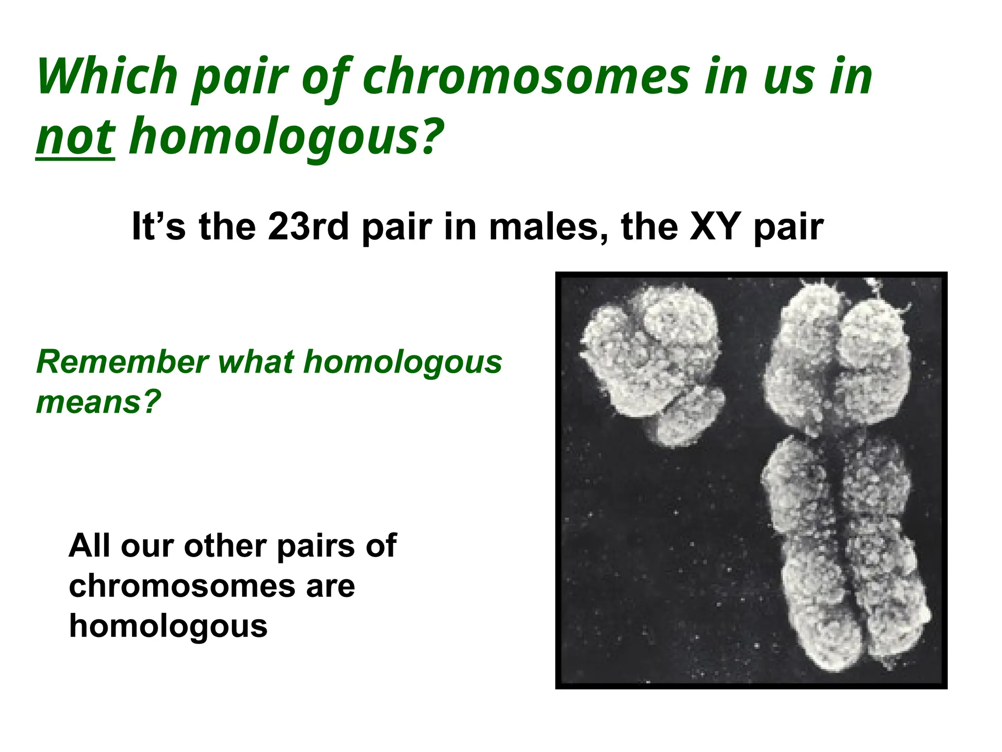 cell-division.ppt of class 11 and 12 for ppt | PPT