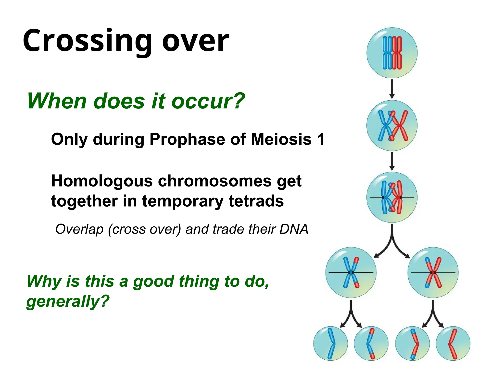 cell-division.ppt of class 11 and 12 for ppt | PPT