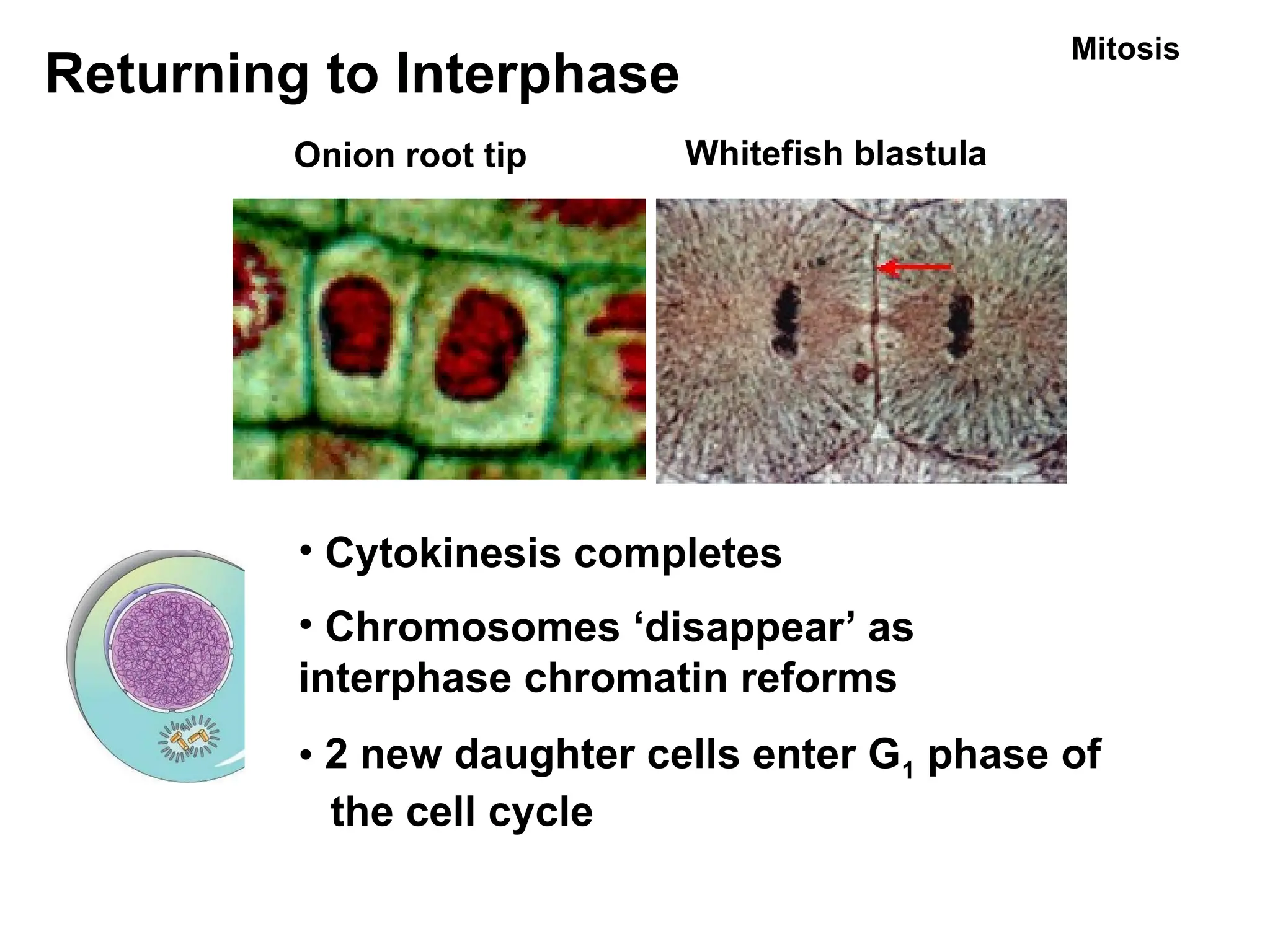 Mitosis is a type of cell division for somatic cells and for the ...