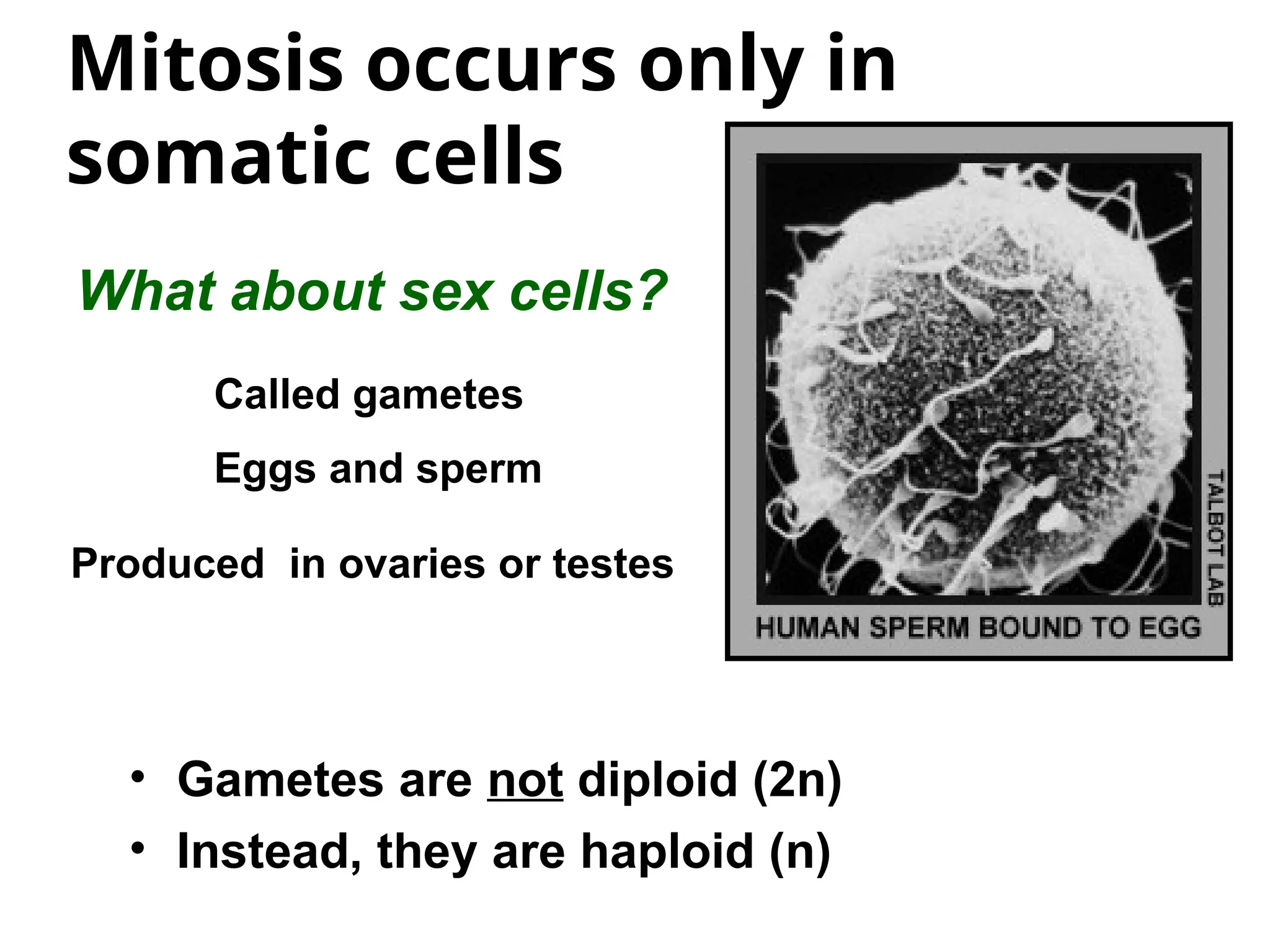 Mitosis is a type of cell division for somatic cells and for the ...