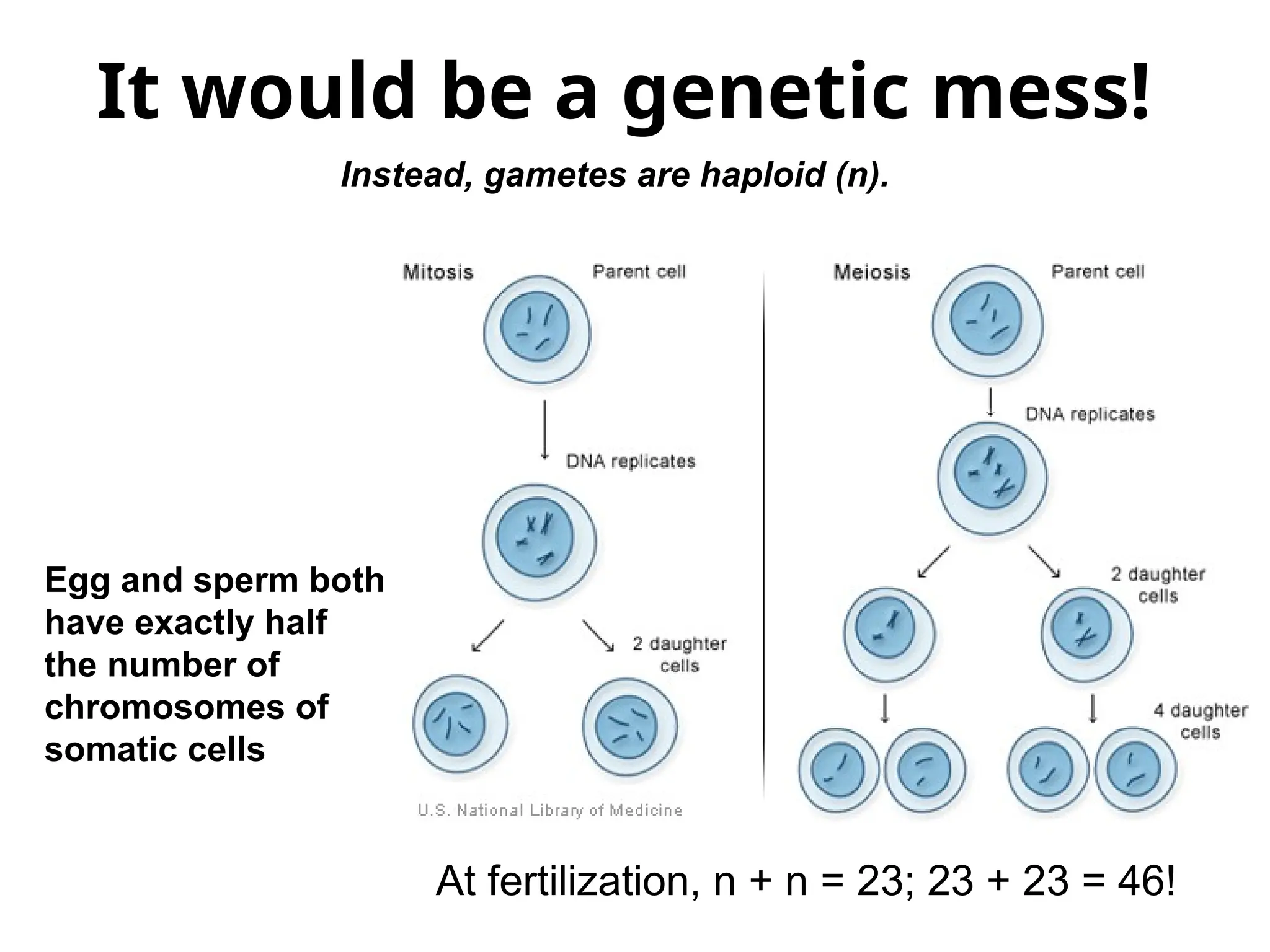 Mitosis is a type of cell division for somatic cells and for the ...