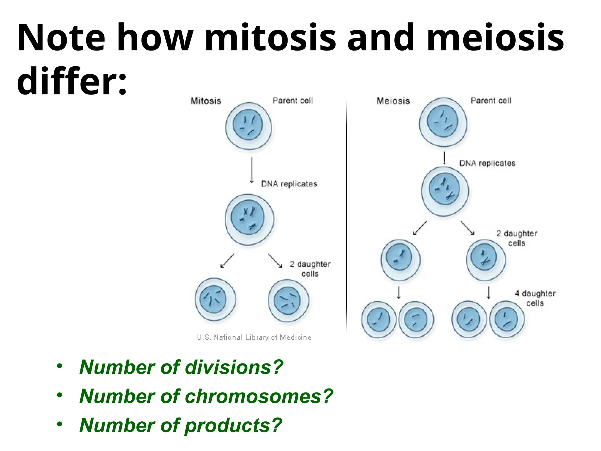 Mitosis is a type of cell division for somatic cells and for the ...