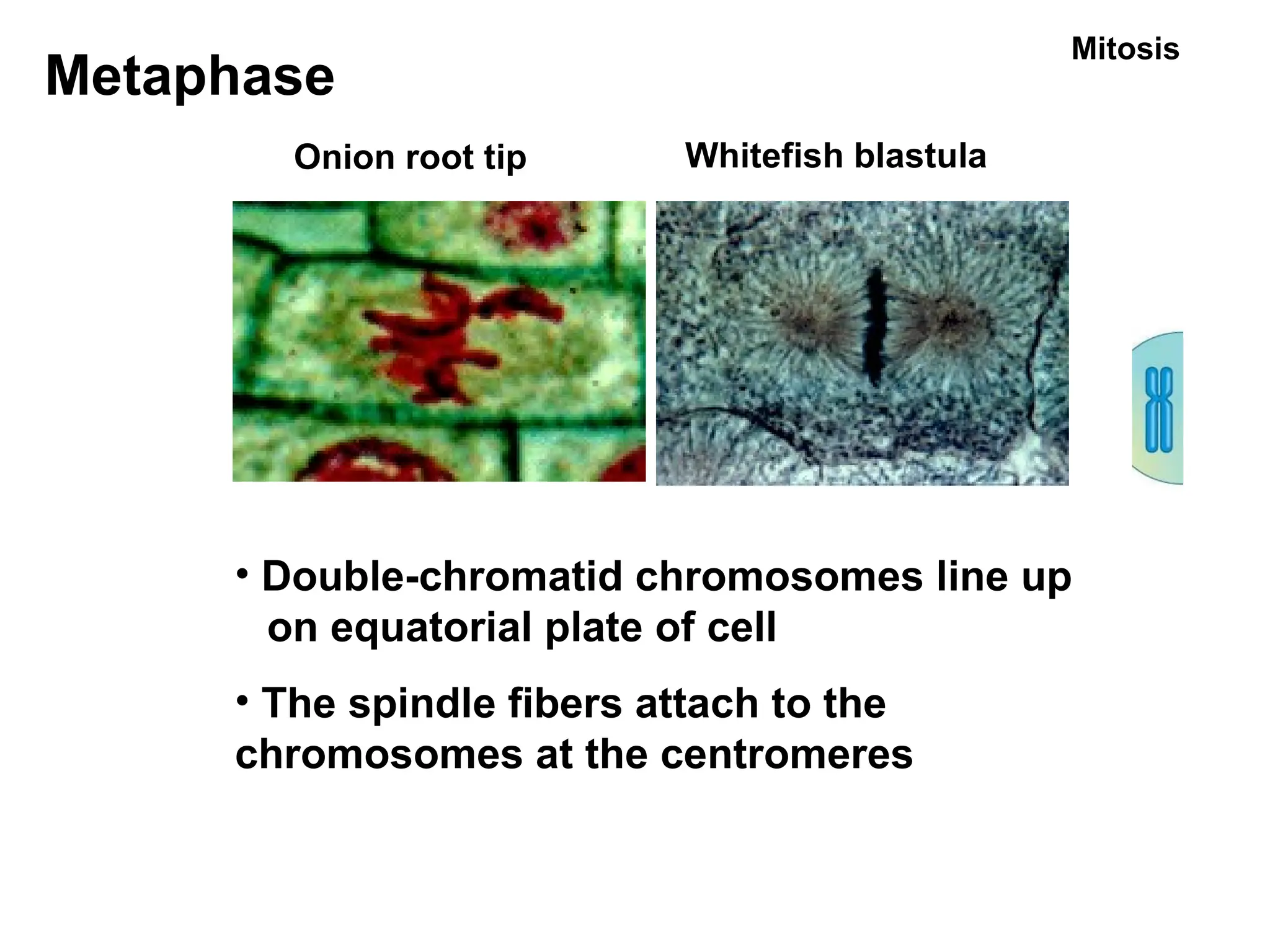Mitosis is a type of cell division for somatic cells and for the ...