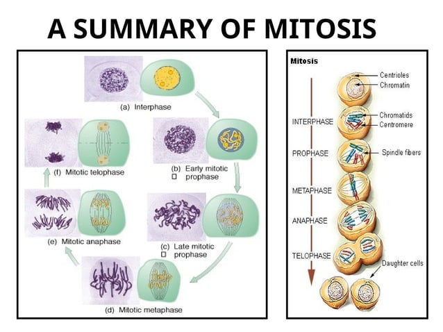 Mitosis is a type of cell division for somatic cells and for the ...