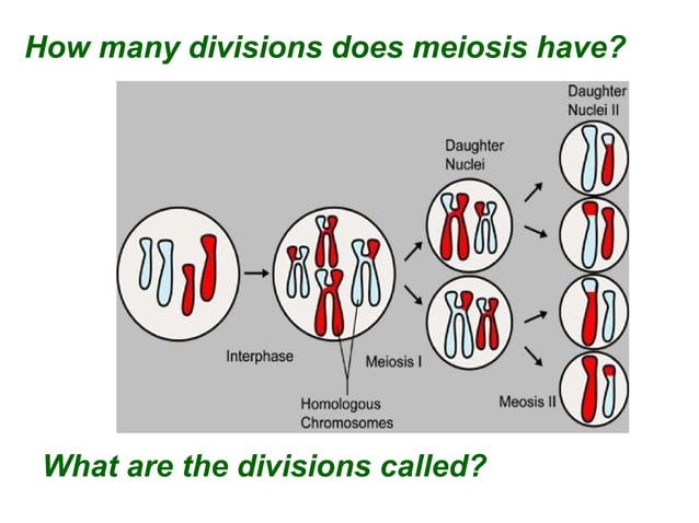 Mitosis is a type of cell division for somatic cells and for the ...