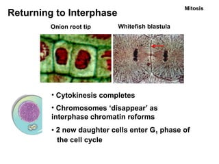 cell-division for IGCSE Grade 9 and 10.ppt