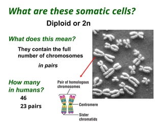 cell-division for IGCSE Grade 9 and 10.ppt