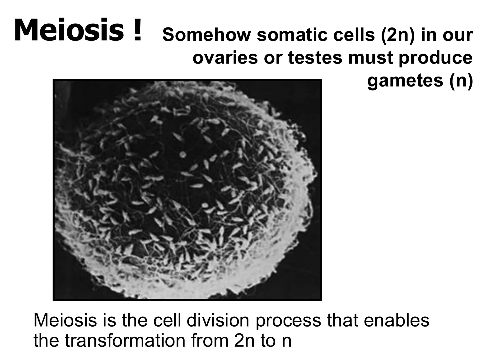 Cell Division: interphase, cell cycle, mitosis vs. meiosis | PDF