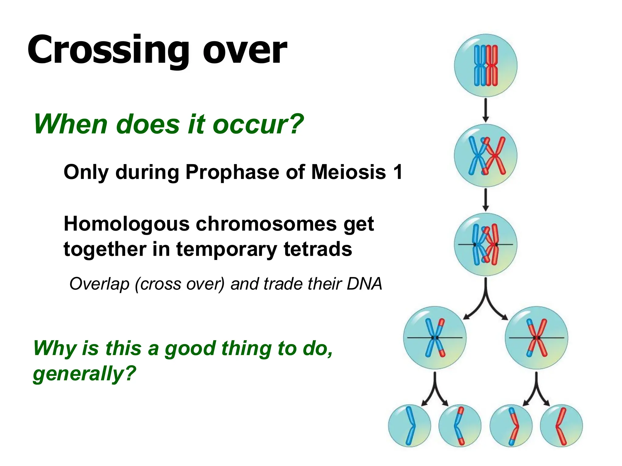 Cell Division: interphase, cell cycle, mitosis vs. meiosis | PDF