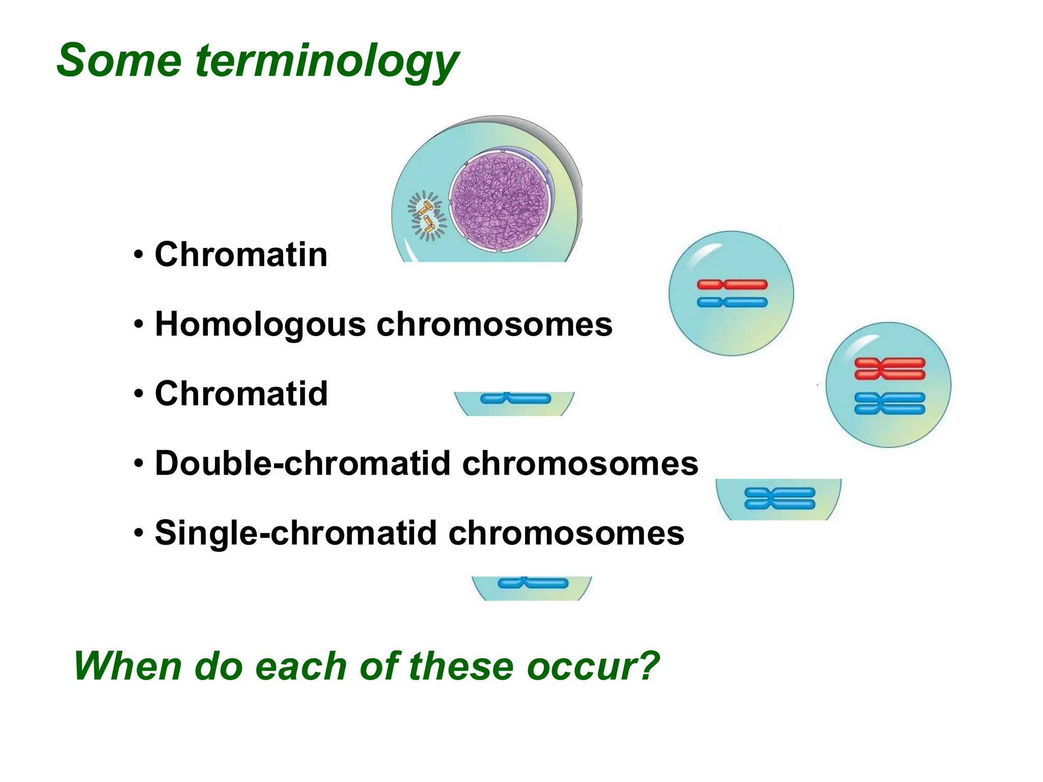 Cell Division: interphase, cell cycle, mitosis vs. meiosis | PDF