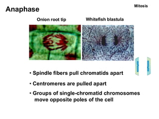 Cell Division: interphase, cell cycle, mitosis vs. meiosis | PDF
