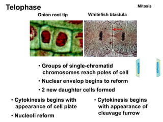 Cell Division: interphase, cell cycle, mitosis vs. meiosis | PDF
