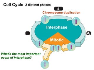 Cell Division: interphase, cell cycle, mitosis vs. meiosis | PDF