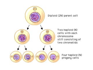 Cell Division: interphase, cell cycle, mitosis vs. meiosis | PDF