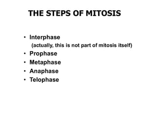 Cell Division: interphase, cell cycle, mitosis vs. meiosis | PDF