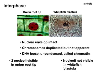 Cell Division: interphase, cell cycle, mitosis vs. meiosis | PDF