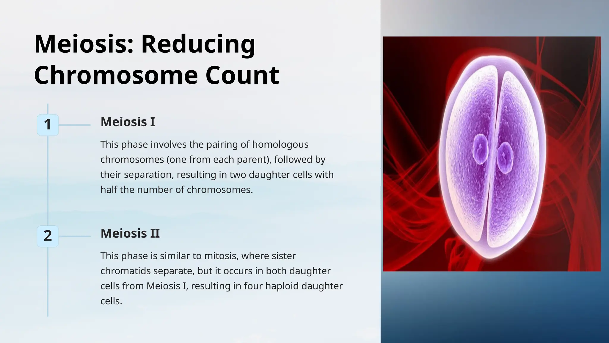Cell-Division (Mitosis and meiosis)-An-Overview.pptx