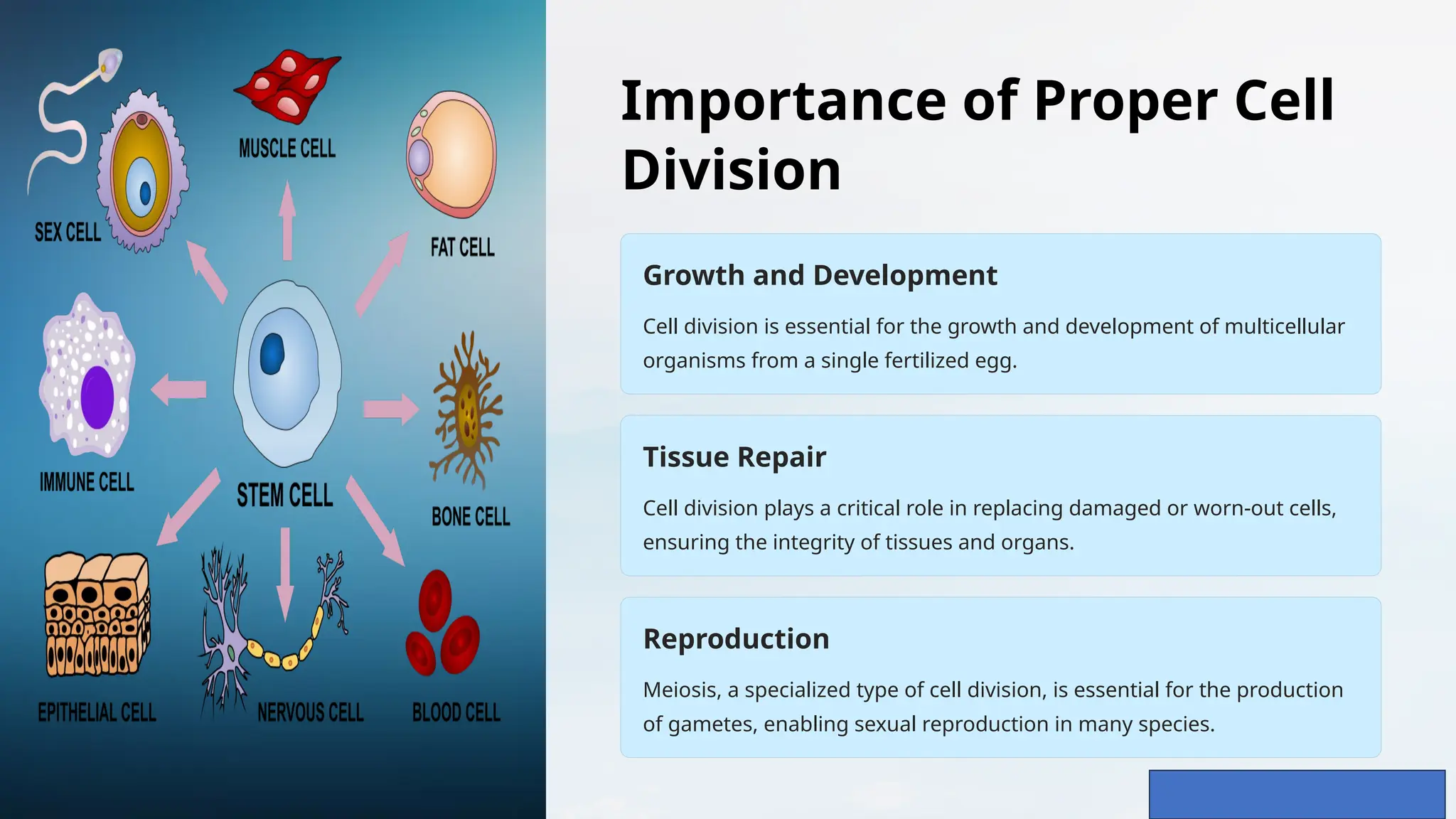Cell-Division (Mitosis and meiosis)-An-Overview.pptx