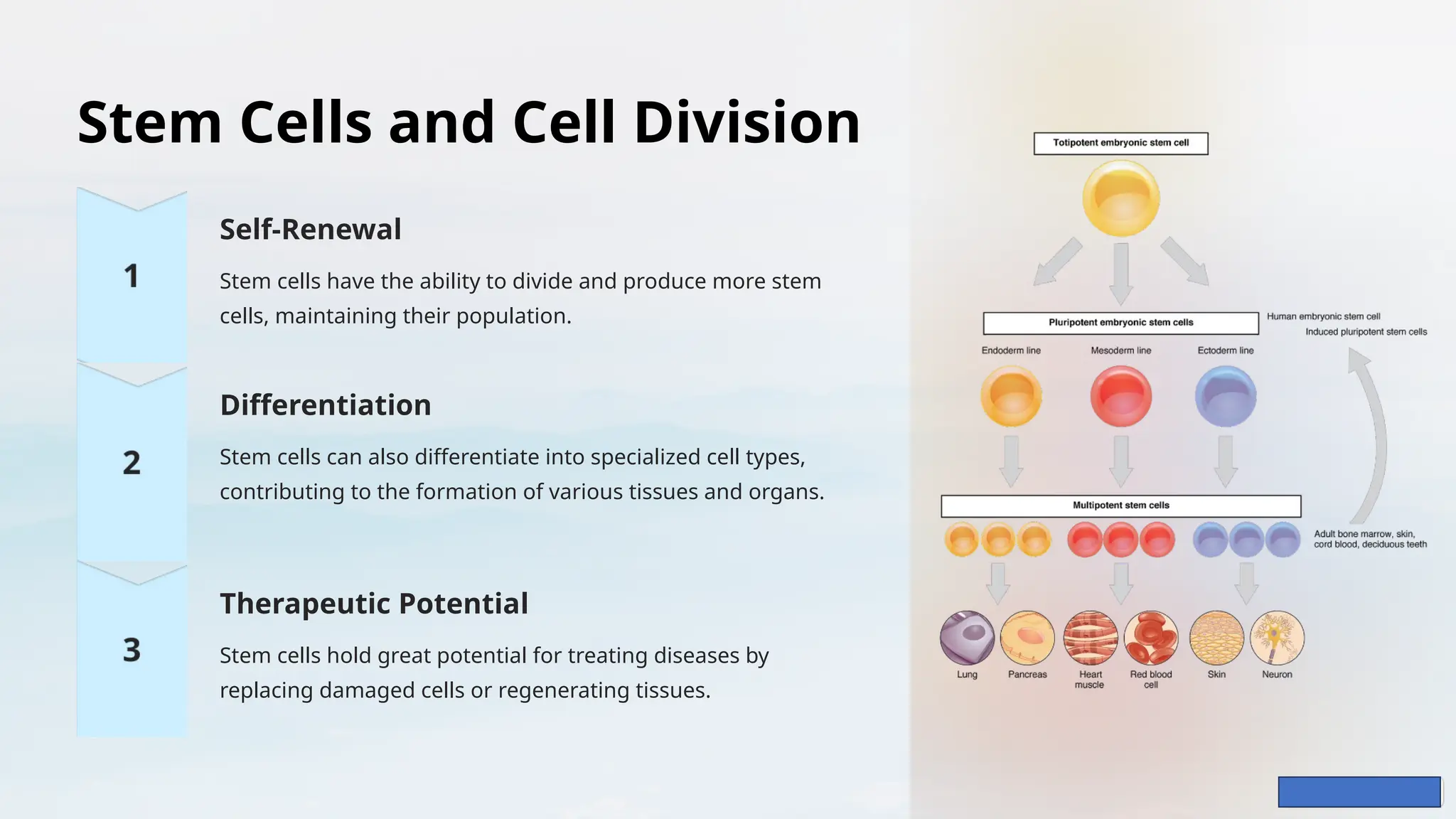 Cell-Division (Mitosis and meiosis)-An-Overview.pptx
