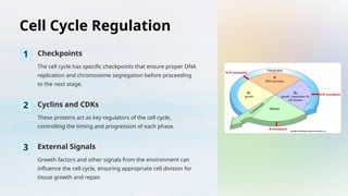Cell-Division (Mitosis and meiosis)-An-Overview.pptx