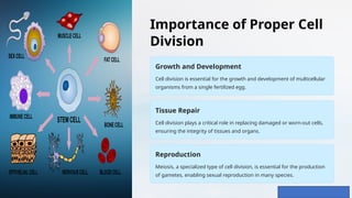 Cell-Division (Mitosis and meiosis)-An-Overview.pptx