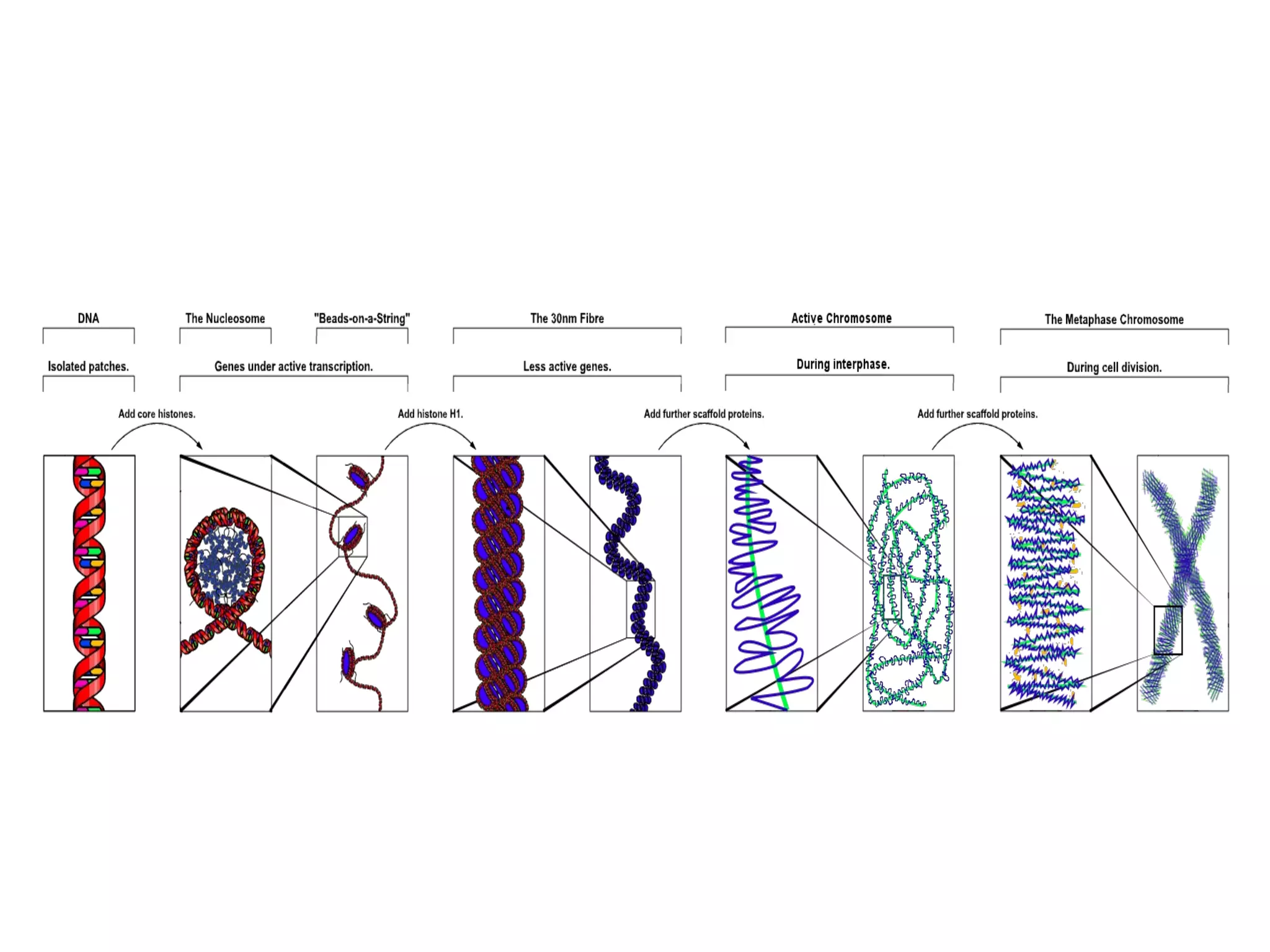 Cell Division And Reproduction | PPT