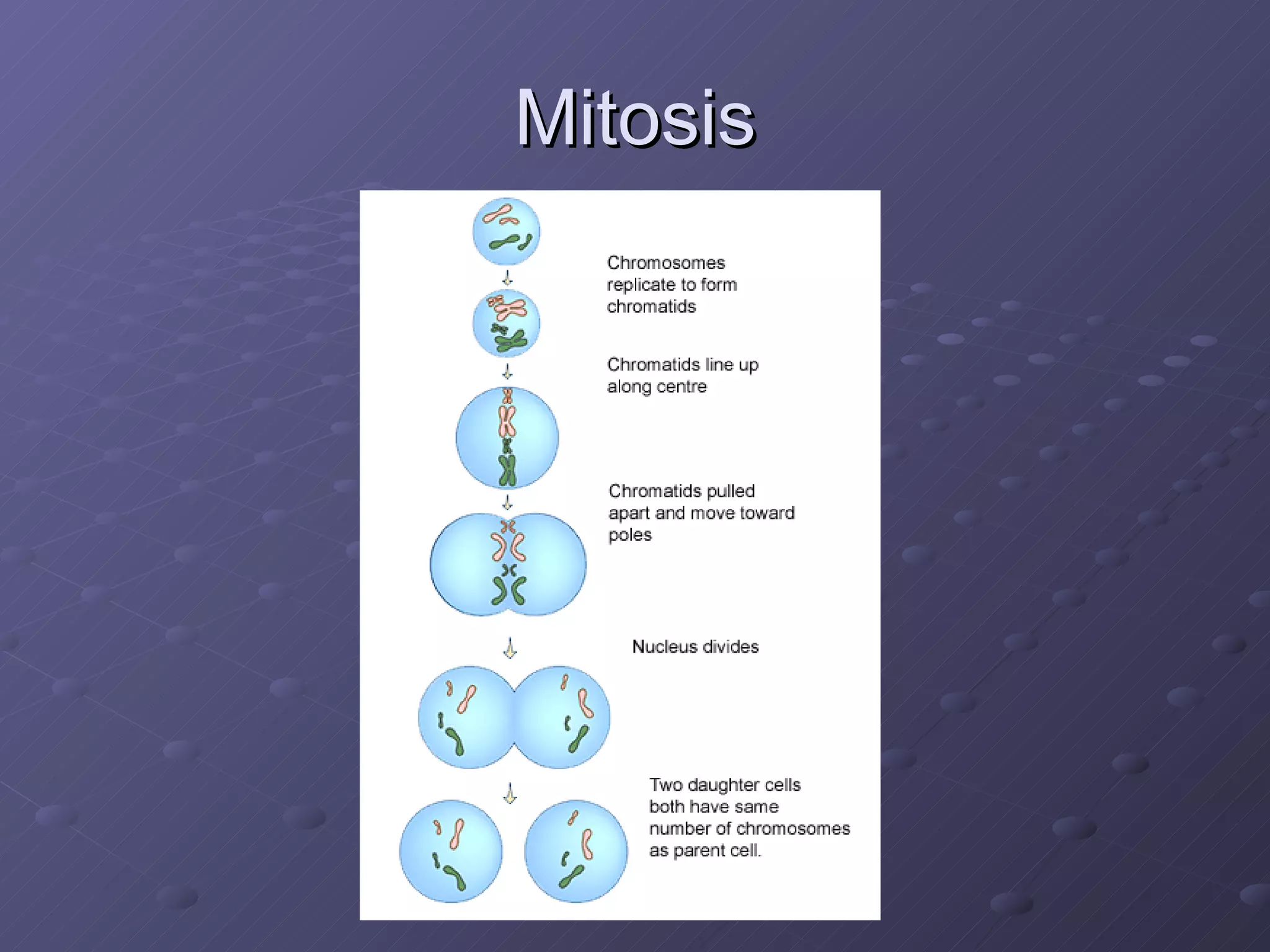 Cell Division And Reproduction | PPT