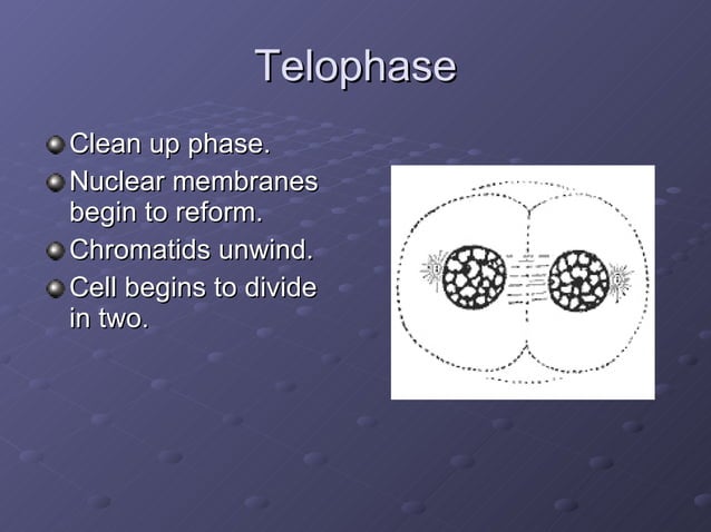 Cell Division And Reproduction | PPT