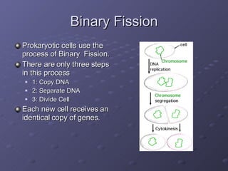 Cell Division And Reproduction | PPT