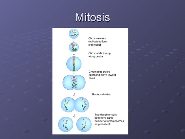 Cell Division And Reproduction | PPT